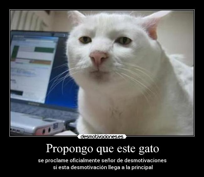 Propongo que este gato | Desmotivaciones