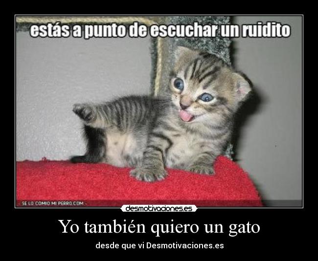 Yo también quiero un gato | Desmotivaciones