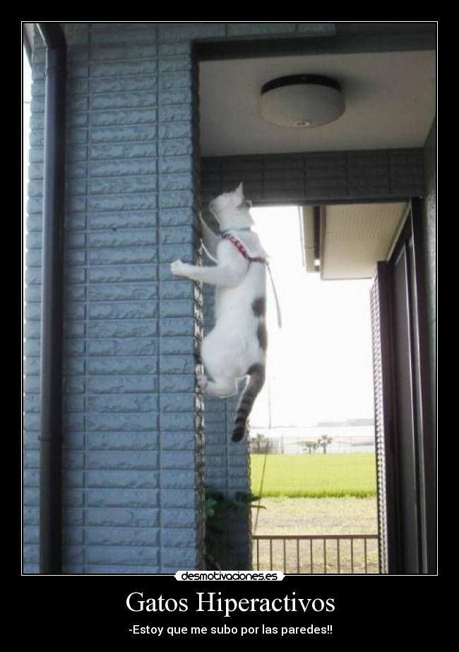 Gatos Hiperactivos | Desmotivaciones