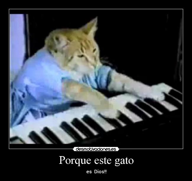 Porque este gato | Desmotivaciones