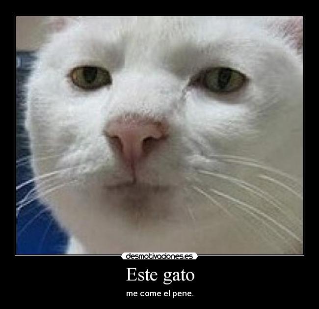 Este gato | Desmotivaciones