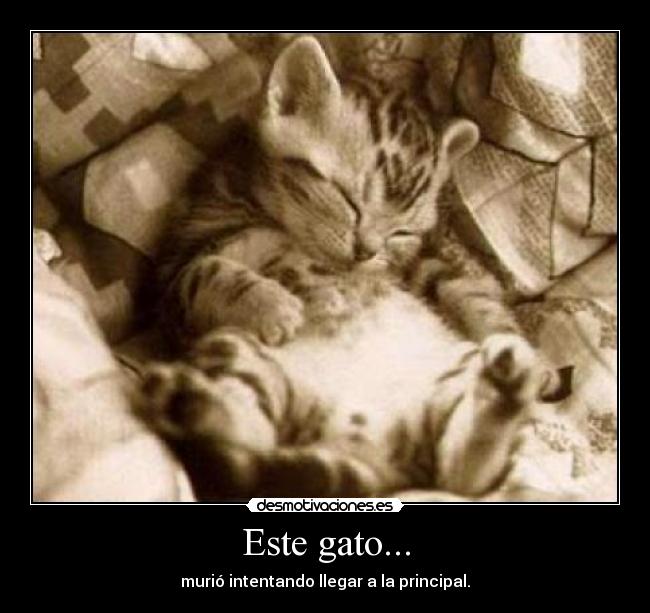 Este gato... | Desmotivaciones