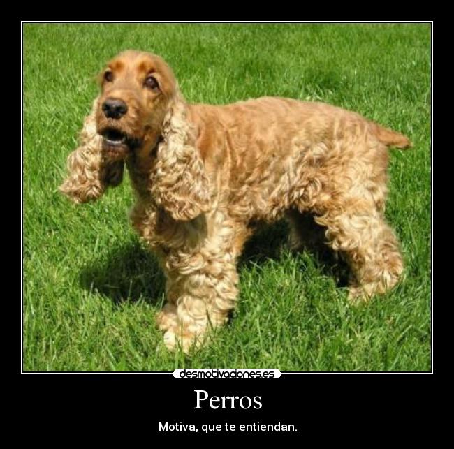 Imágenes y Carteles de PEROS Pag. 6 | Desmotivaciones