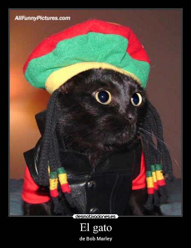 El gato | Desmotivaciones