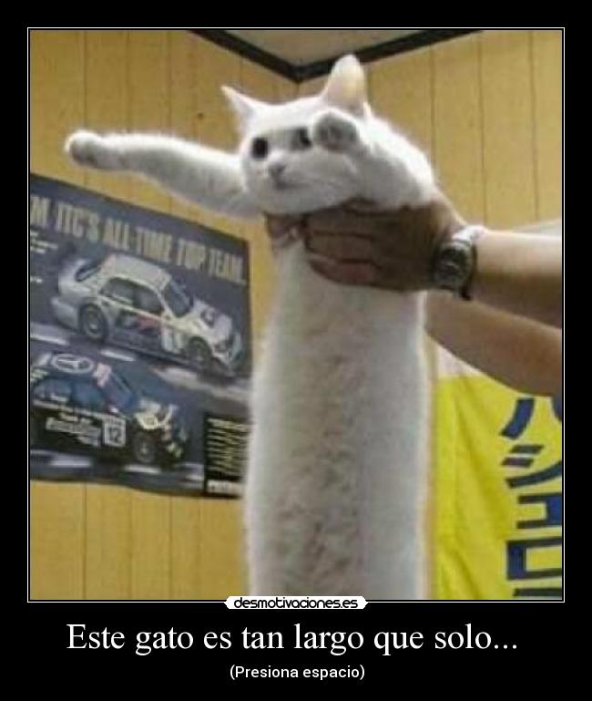 Este gato es tan largo que solo... | Desmotivaciones