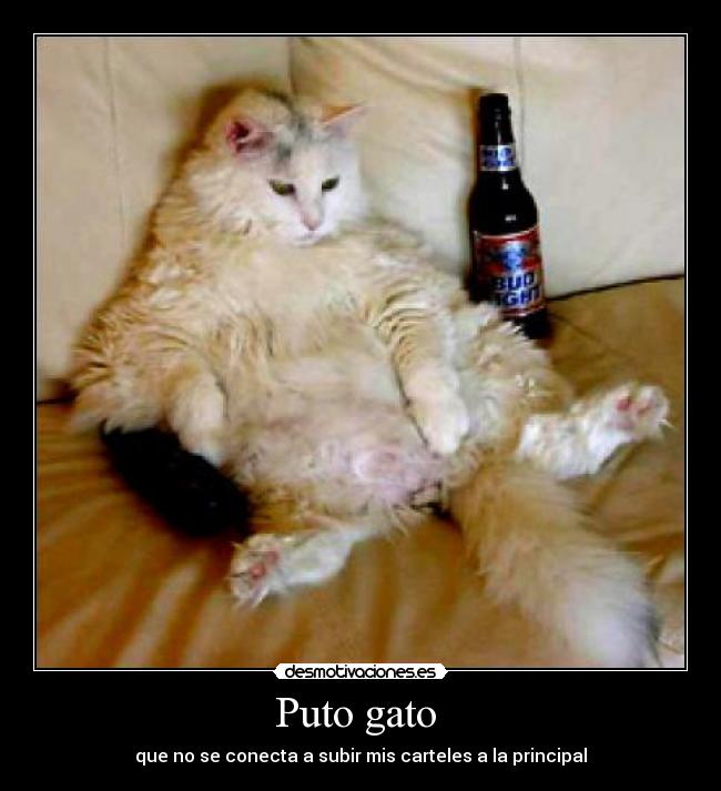 Puto gato | Desmotivaciones