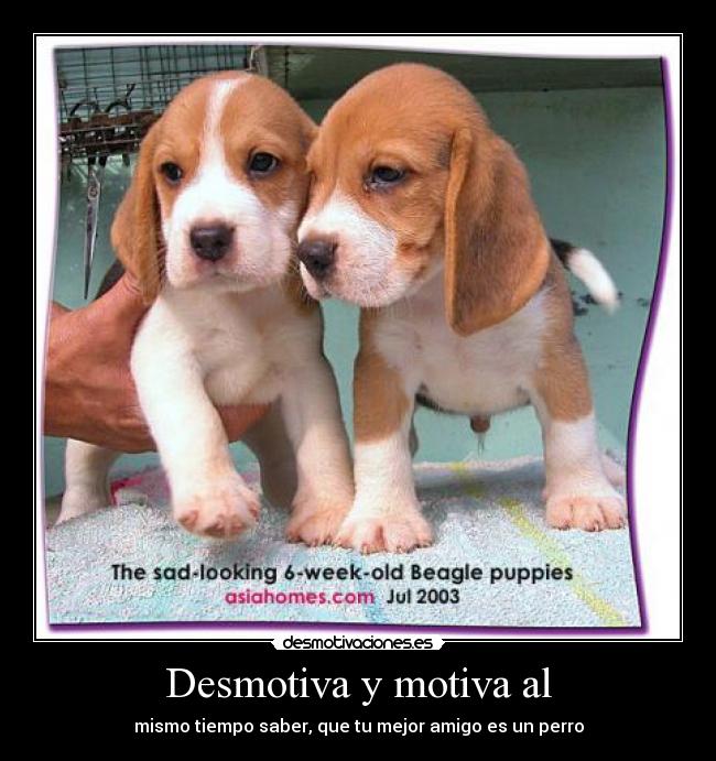 Imágenes Y Carteles De Loboloko Pag 6 Desmotivaciones