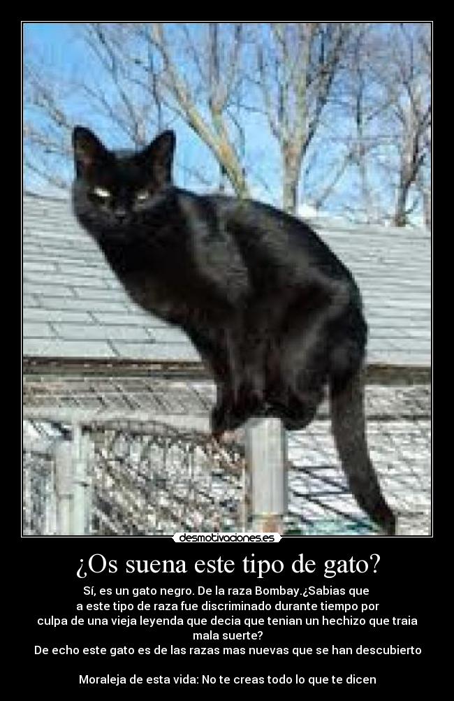 ¿Os suena este tipo de gato? | Desmotivaciones