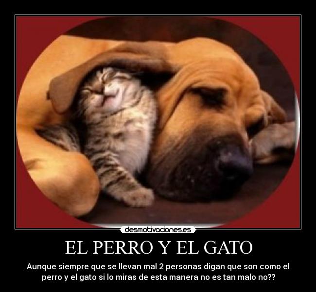 EL PERRO Y EL GATO | Desmotivaciones