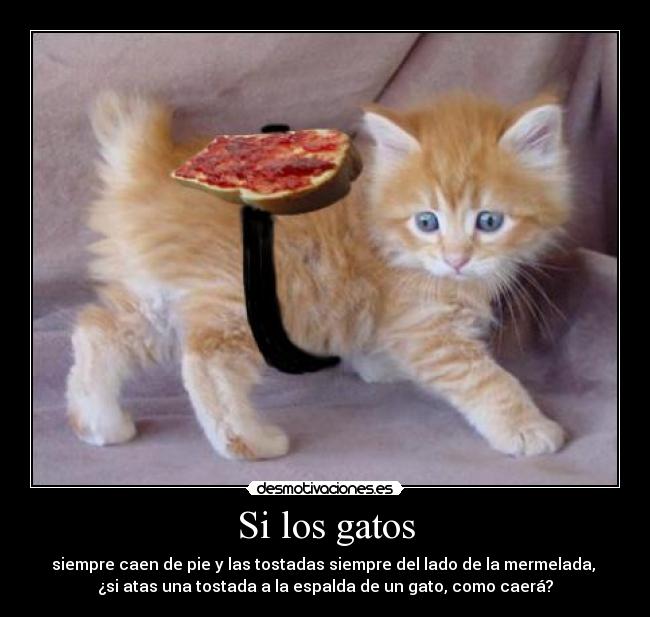 Si los gatos | Desmotivaciones