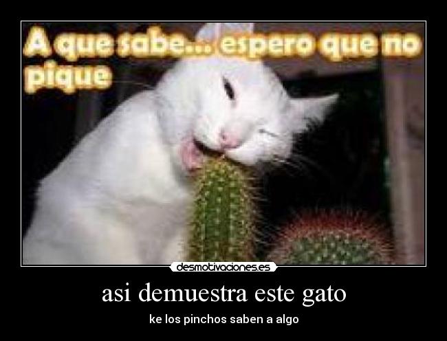 asi demuestra este gato | Desmotivaciones
