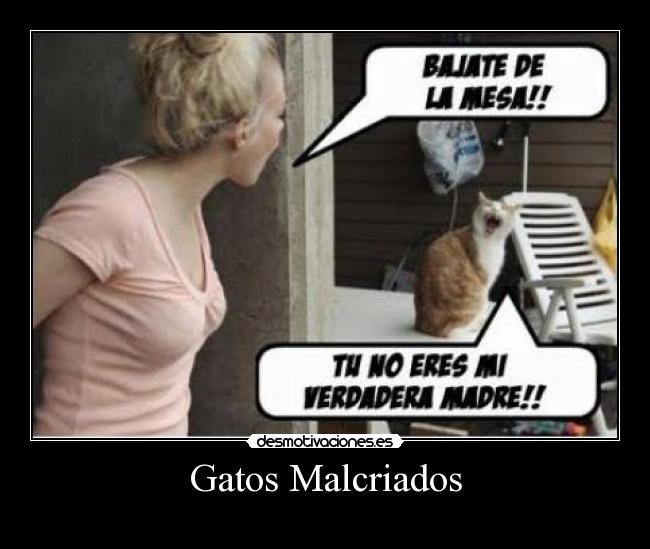 Gatos Malcriados Desmotivaciones