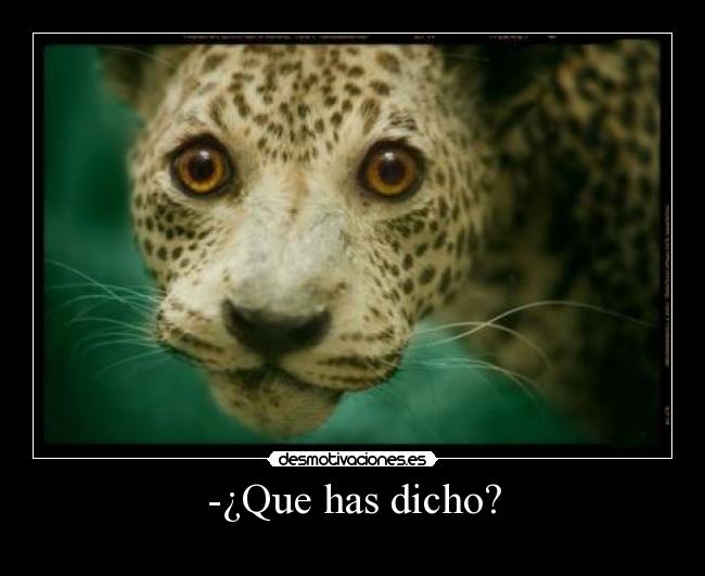 ¿que Has Dicho Desmotivaciones