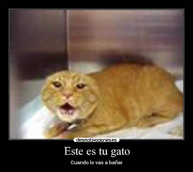 Este es tu gato | Desmotivaciones
