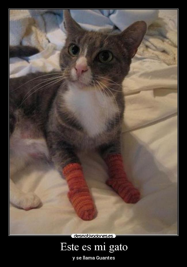 Este es mi gato | Desmotivaciones
