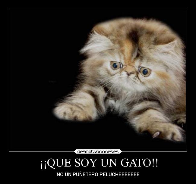 QUE SOY UN GATO!! | Desmotivaciones