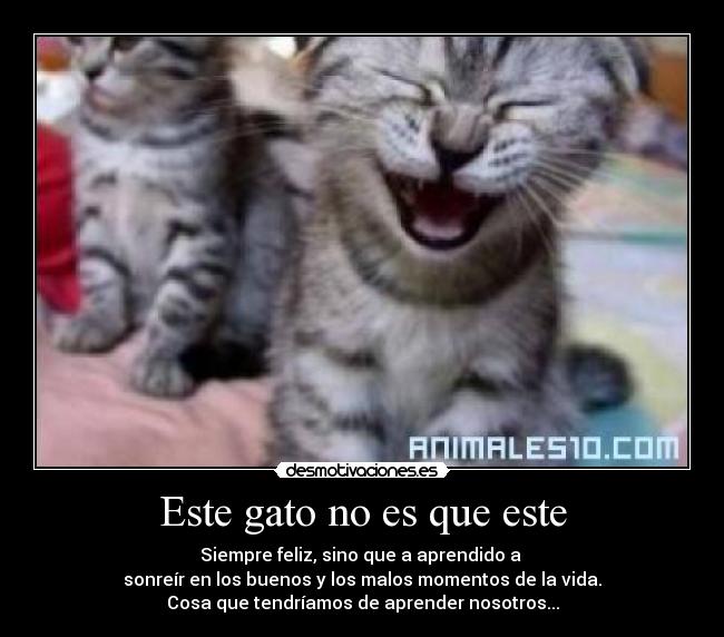 Este gato no es que este | Desmotivaciones