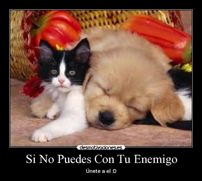 Si No Puedes Con Tu Enemigo Desmotivaciones
