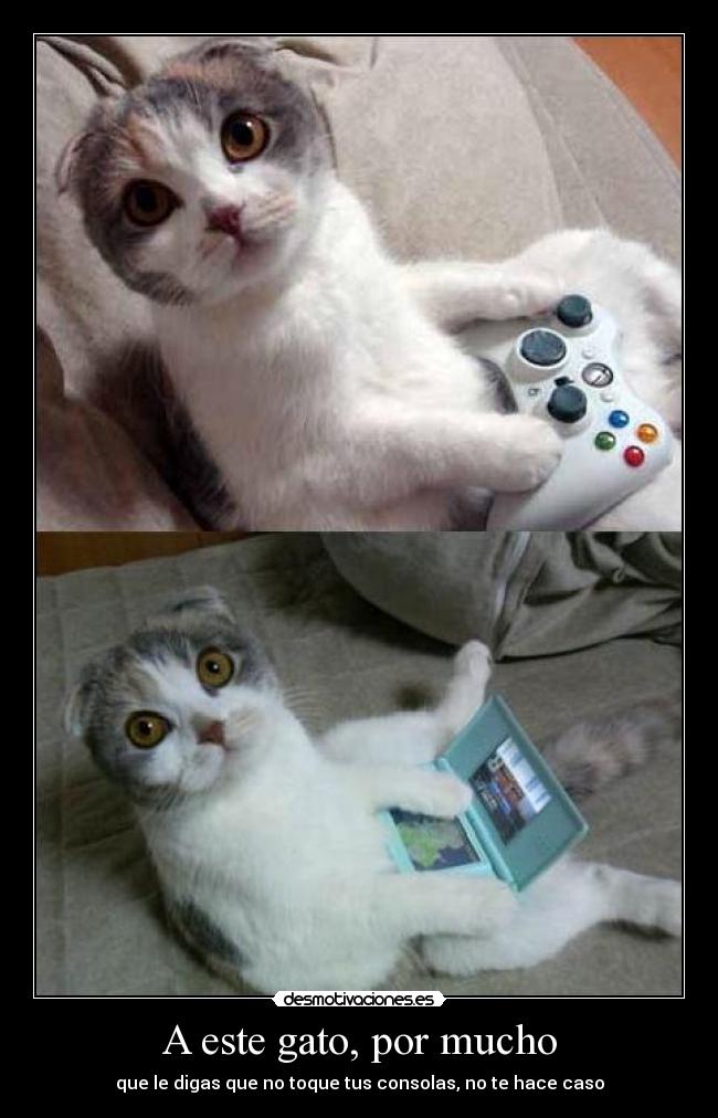 A este gato, por mucho | Desmotivaciones