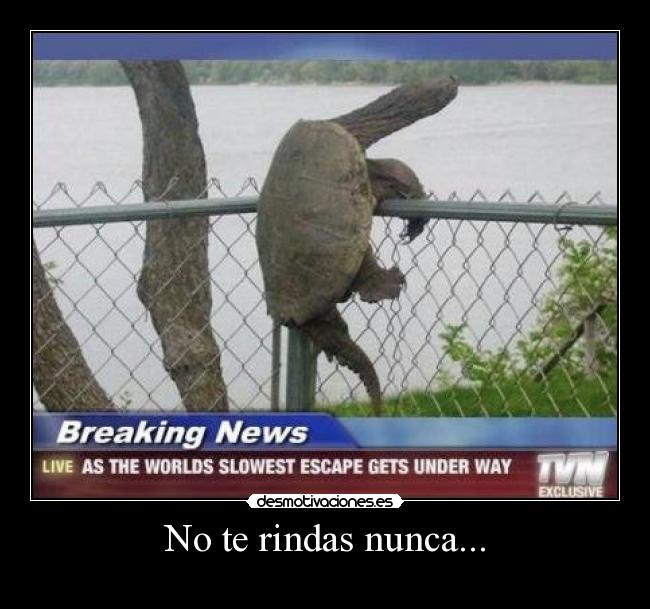 No te rindas nunca... | Desmotivaciones No te rindas nunca... | Desmotivaciones