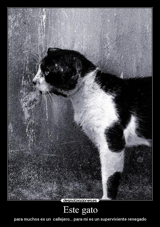 Este gato | Desmotivaciones