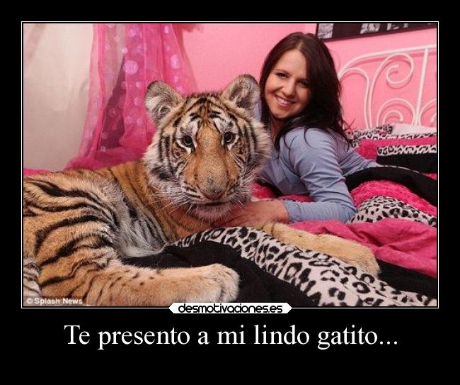 Te presento a mi lindo gatito... | Desmotivaciones