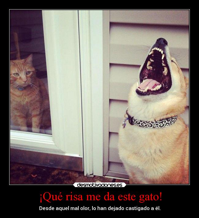 ¡Qué risa me da este gato! | Desmotivaciones