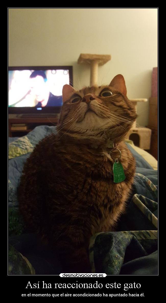 Así ha reaccionado este gato | Desmotivaciones