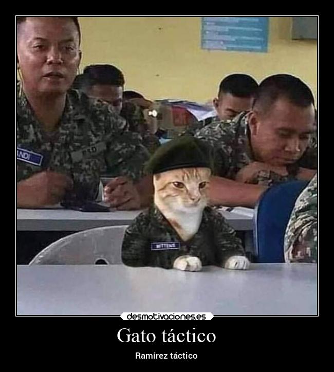 Gato táctico | Desmotivaciones