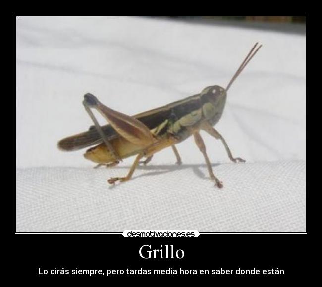 Imágenes y Carteles de GRILLO Pag. 5 | Desmotivaciones