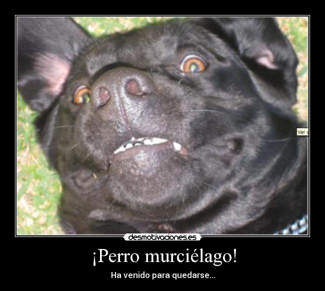 Imágenes y Carteles de MURCIELAGO Pag. 21 | Desmotivaciones