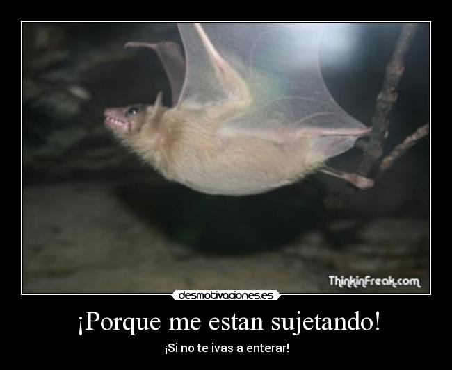 Imágenes y Carteles de MURCIELAGO Pag. 21 | Desmotivaciones