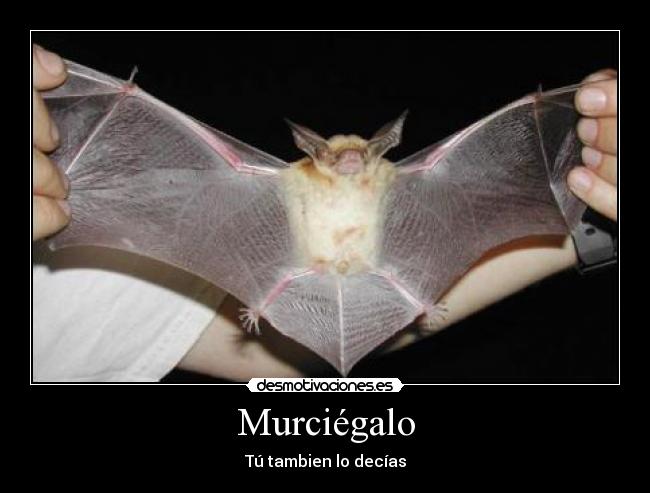 Imágenes y Carteles de MURCIEGALO | Desmotivaciones