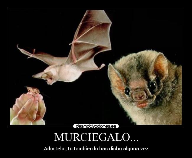 Imágenes y Carteles de MURCIEGALO | Desmotivaciones