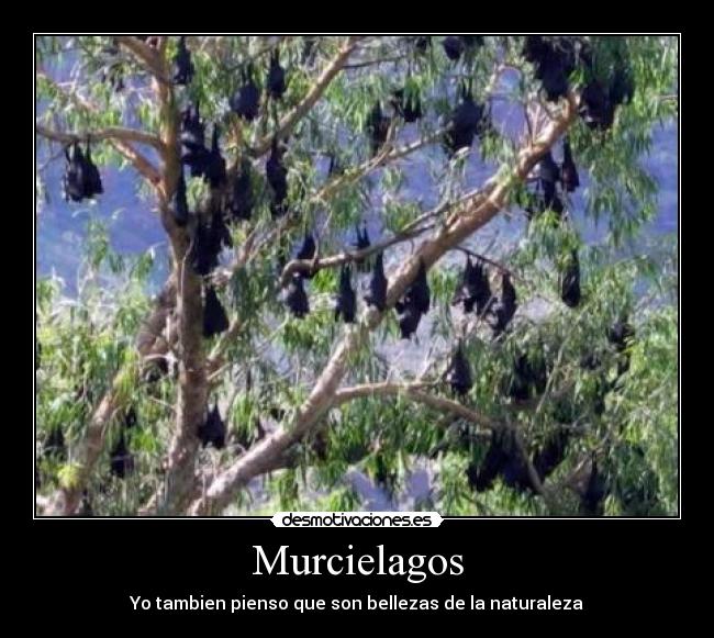 Imágenes y Carteles de MURCIELAGOS Pag. 3 | Desmotivaciones