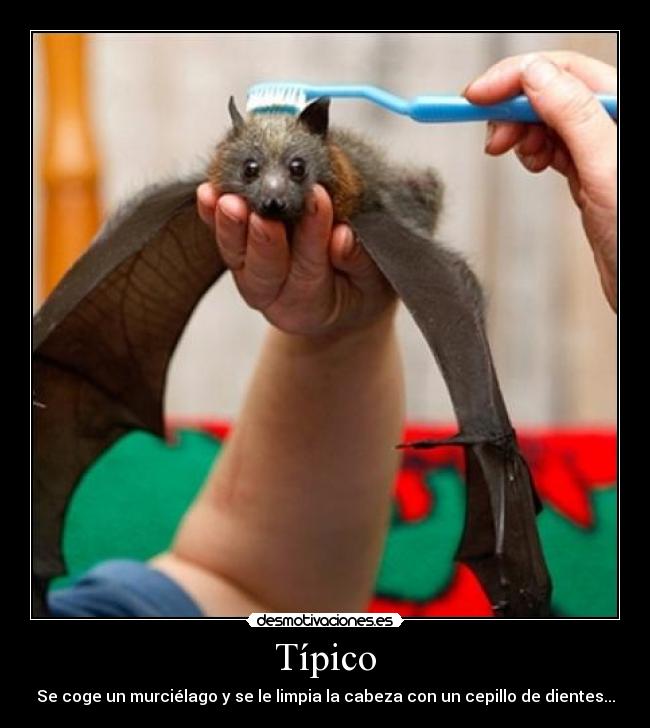 Imágenes y Carteles de MURCIELAGO Pag. 8 | Desmotivaciones