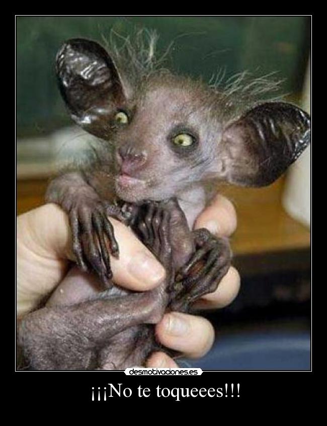 Imágenes y Carteles de MURCIELAGO Pag. 17 | Desmotivaciones