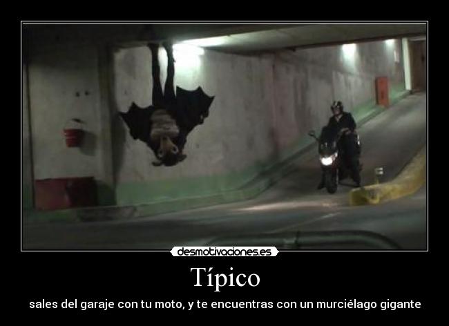 Imágenes y Carteles de MURCIELAGO Pag. 18 | Desmotivaciones