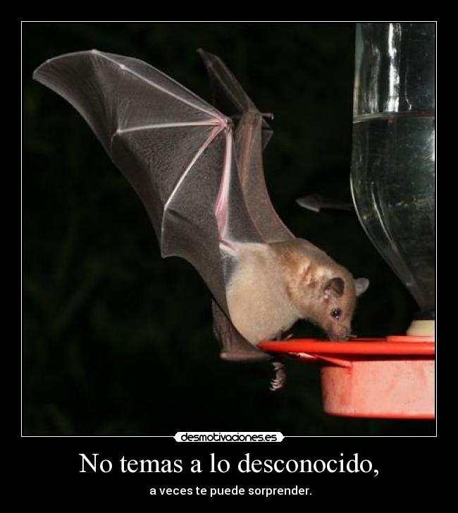 Imágenes y Carteles de MURCIELAGO Pag. 7 | Desmotivaciones