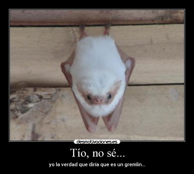 Imágenes y Carteles de MURCIELAGO Pag. 8 | Desmotivaciones