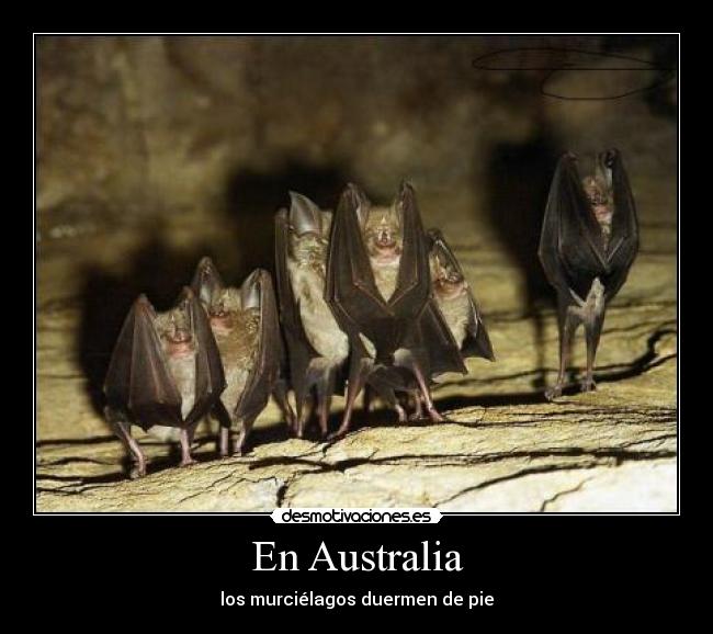 Imágenes y Carteles de MURCIELAGO Pag. 8 | Desmotivaciones