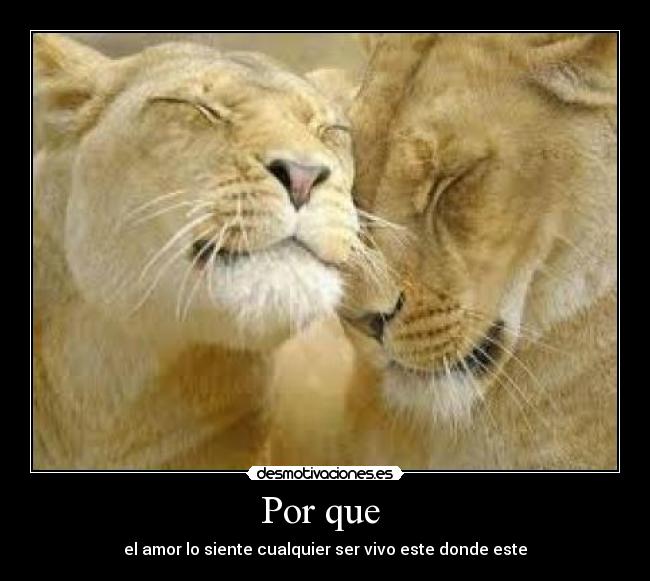 Por que | Desmotivaciones