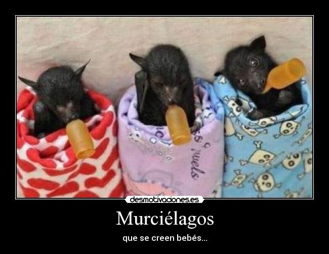 Imágenes y Carteles de MURCIELAGO Pag. 7 | Desmotivaciones