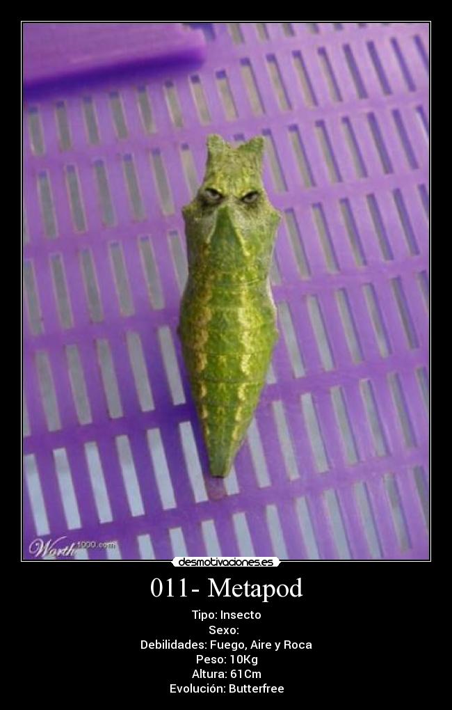 Imágenes y Carteles de METAPOD | Desmotivaciones