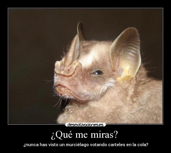 Imágenes y Carteles de MURCIELAGO Pag. 8 | Desmotivaciones