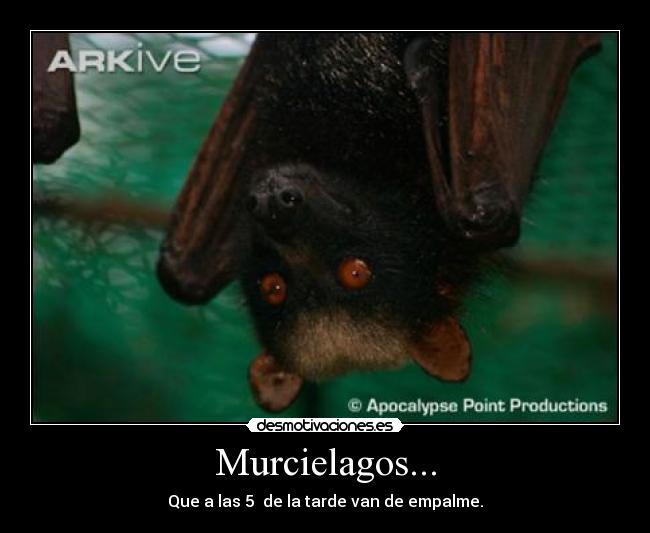 Imágenes y Carteles de MURCIELAGOS Pag. 3 | Desmotivaciones