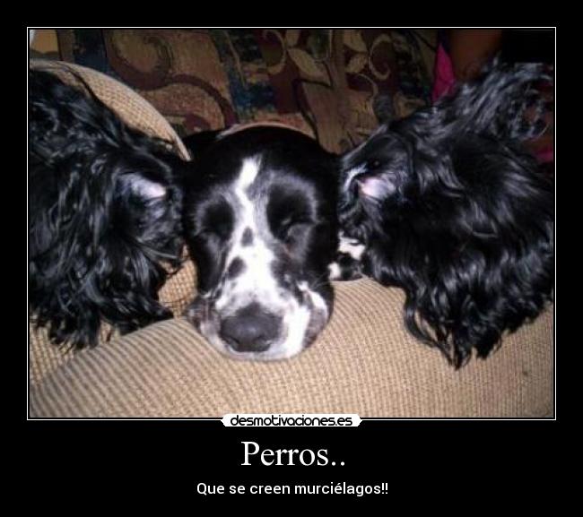 Imágenes y Carteles de MURCIELAGO Pag. 4 | Desmotivaciones