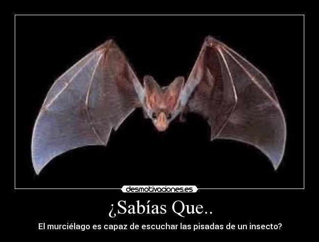 Imágenes y Carteles de MURCIELAGO Pag. 8 | Desmotivaciones