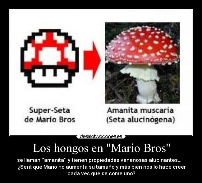 Hongo Mario De La Vida Real Así Funciona El Hongo Cordyceps De The