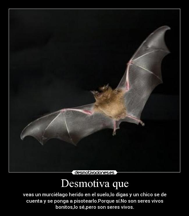 Imágenes y Carteles de MURCIELAGO Pag. 12 | Desmotivaciones